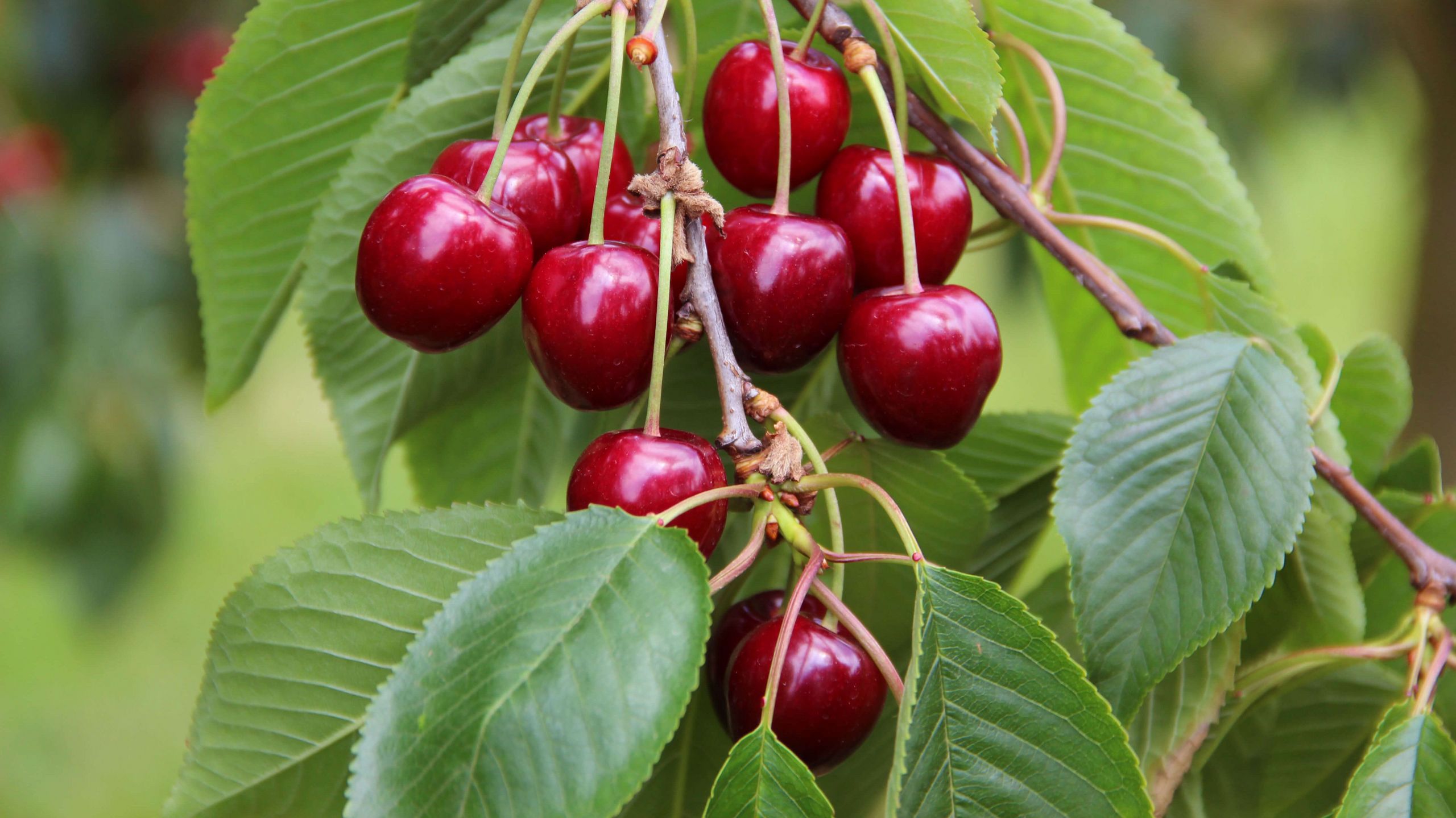 Kirschernte und Kirschenwoche