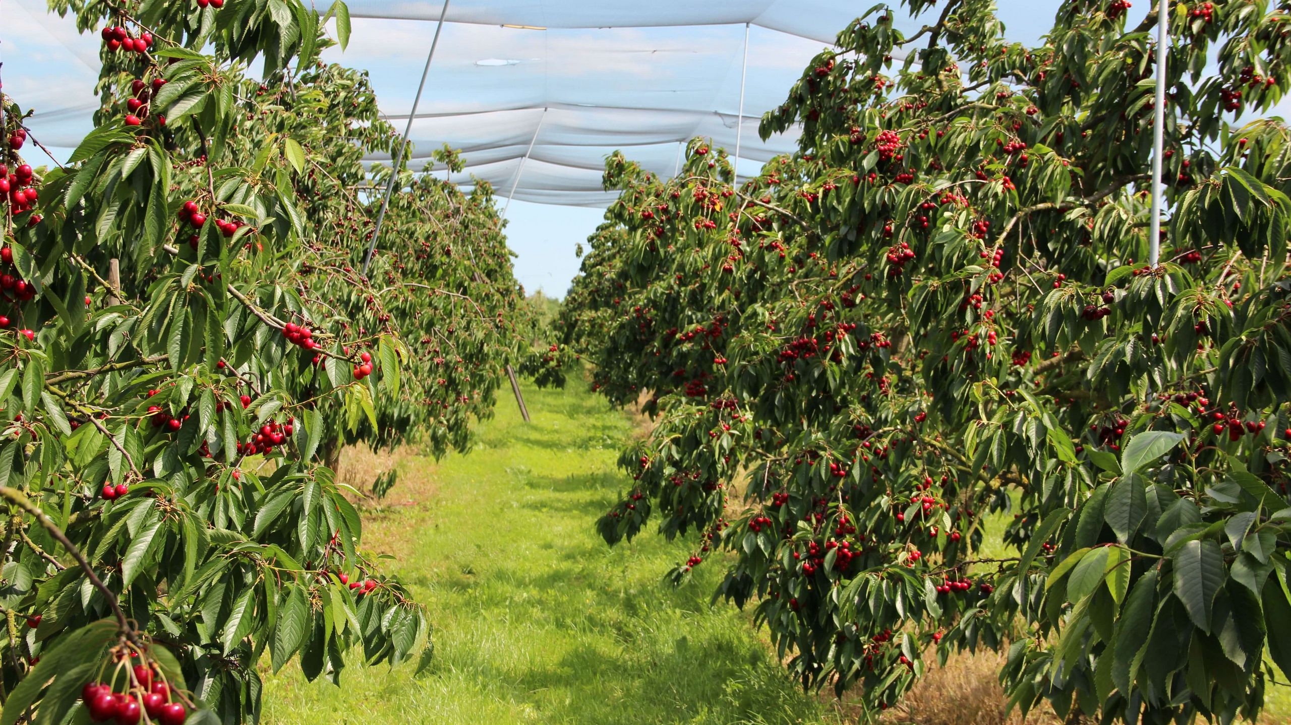 Kirschen Pflãƒâ¼cken Im Alten Land